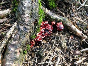 Hongo Diente Sangrante (Hydnellum Peckii) » Curiosidades
