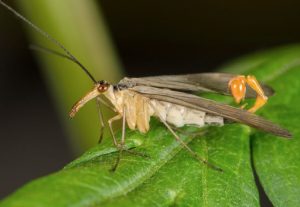 Insectos Raros » Los 23 Más Extraños del Mundo + Imágenes