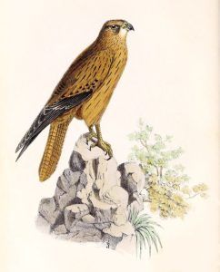 Tipos de Halcones » Todas las Especies que Existen Imagen